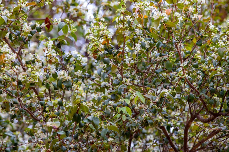 Pitanga Tree with Many White Flowers. Stock Photo - Image of plant ...