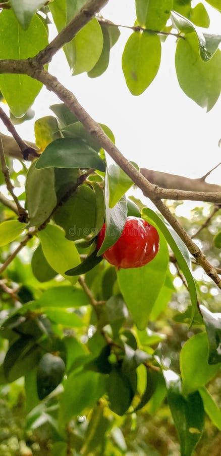 Pitanga on the Tree Ready To Be Picked Stock Image - Image of ...