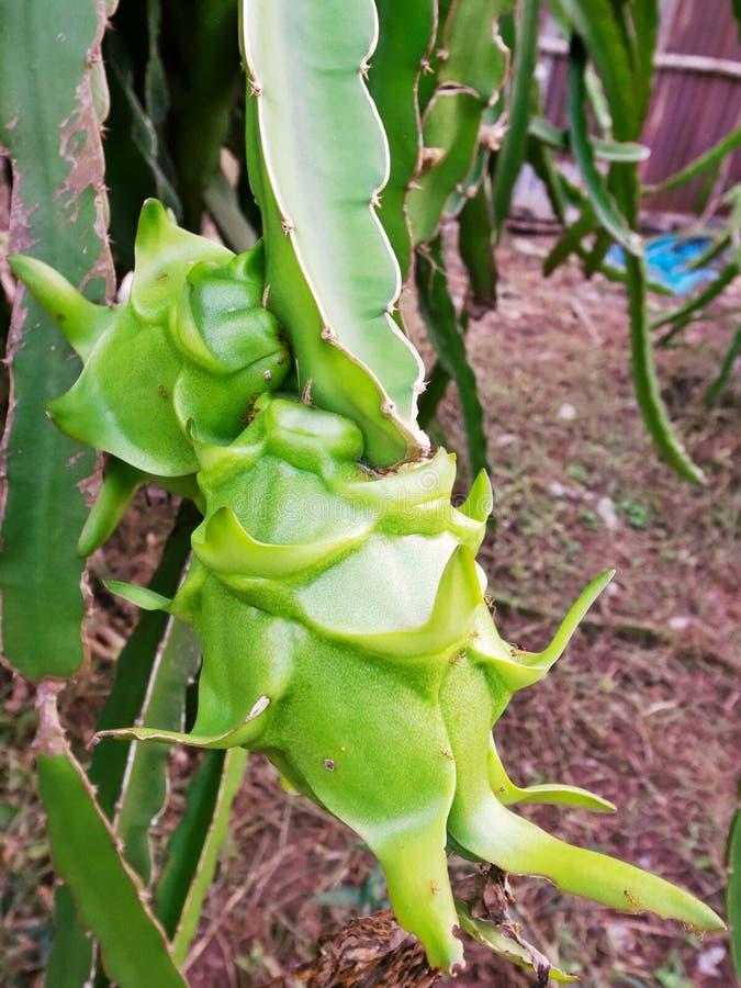 Planta de Pitaya imagen de archivo. Imagen de fruta, mucho - 46657749