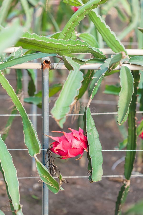 Pitaya stock photo. Image of fiber, exoticism, dragon - 12251620