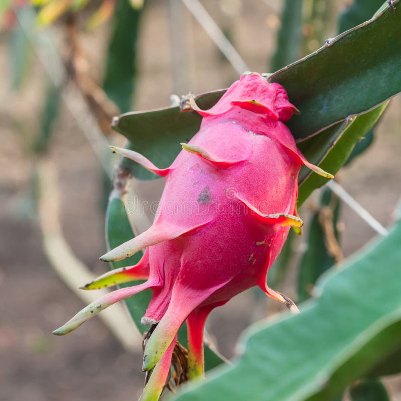 Pitaya stock photo. Image of fiber, exoticism, dragon - 12251620