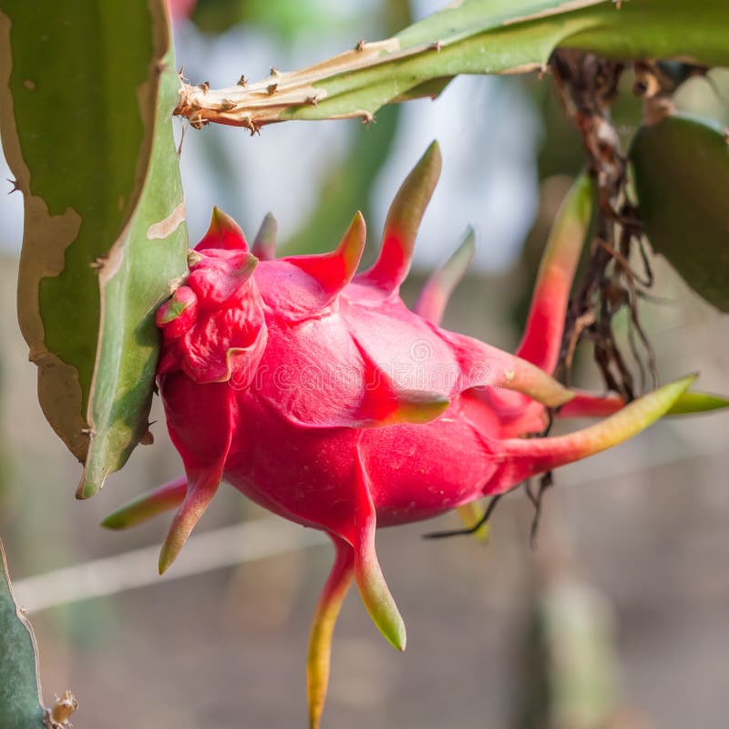 Pitaya stock photo. Image of fiber, exoticism, dragon - 12251620