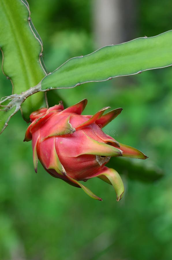 A Pitaya Cactus with a Colourful Dragonfruit Growing on the End. Stock ...