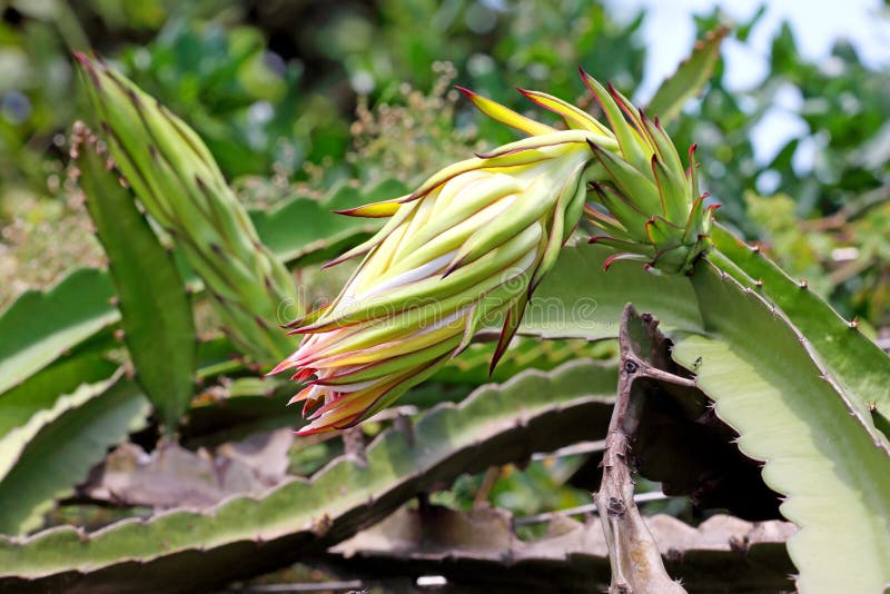 Pitaya, Cactus fruit stock photo. Image of sweet, fruit - 10507600