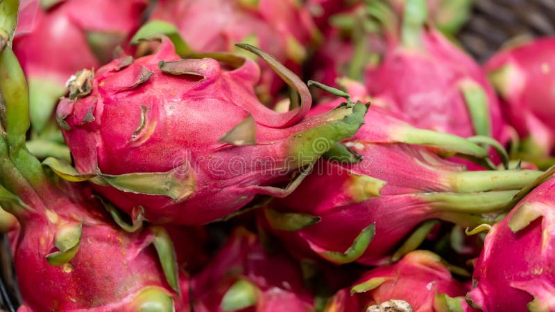 Pitaya.Dragon Fruit. Big Bunch of Pink Pitaya Dragon Fruits Stock Photo ...