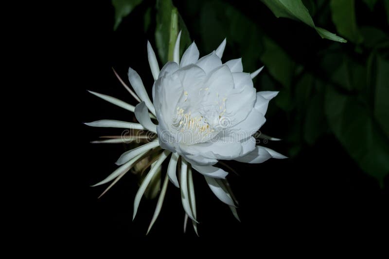 Pitaya or Dragon Fruit Flower Stock Photo - Image of flora, flower ...