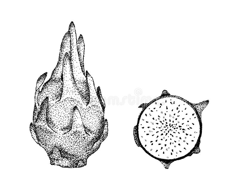 Pitaya Dragon Fruit Illustration Old Lithography Style Stock ...
