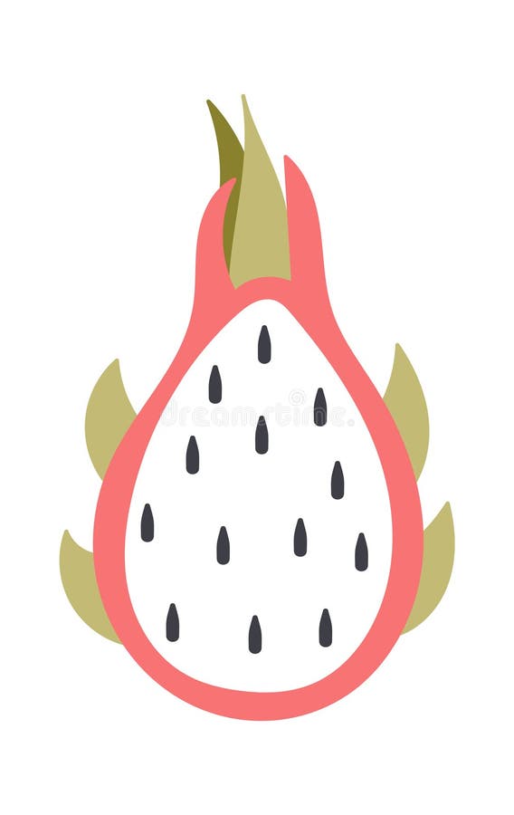 Pitaya Dragon Fruit stock vector. Illustration of nature - 273901878