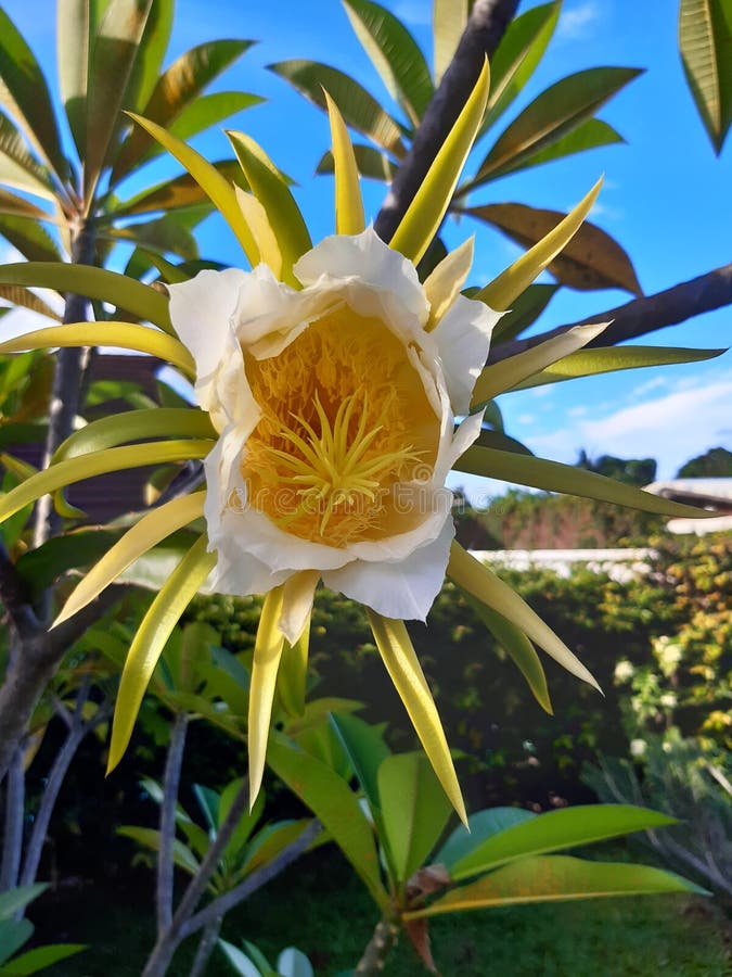 Pitaya Flor Tahiti Polinesia Francesa Foto de archivo - Imagen de ...