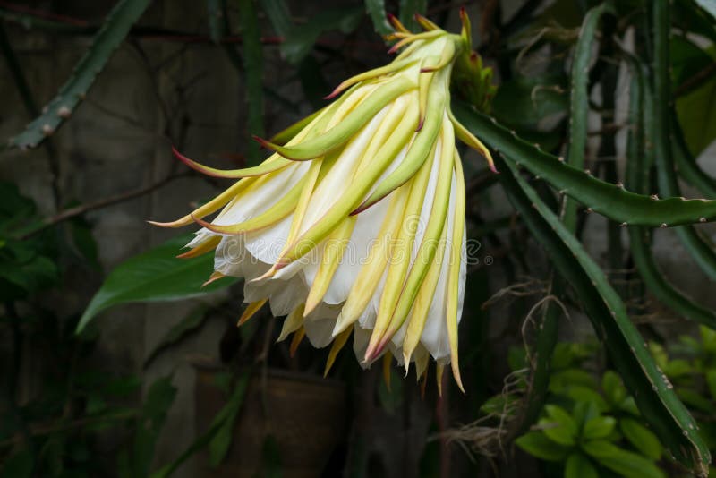 Pitaya Flower or Dragon Fruit Stock Photo - Image of agriculture, leaf ...