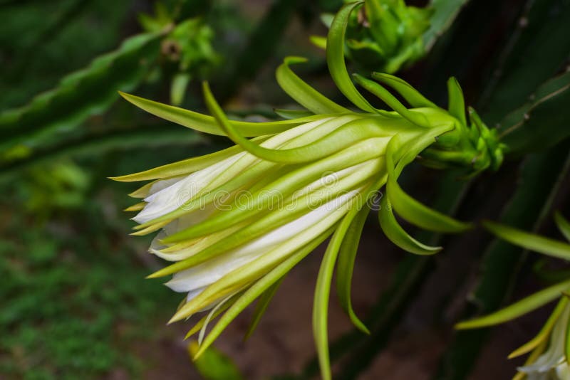 Pitaya Flower, Produced from the Tree Stock Photo - Image of closeup ...