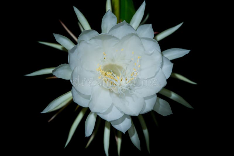 Pitaya O Flor De La Fruta Del Dragón Foto de archivo - Imagen de ...