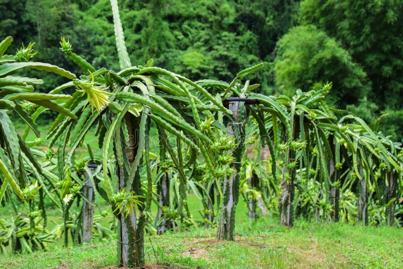 A Pitaya or Pitahaya,the Fruit of Several Different Cactus Species ...
