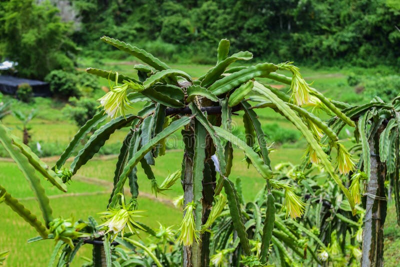 A Pitaya or Pitahaya is the Fruit, Red Pitaya in the Wood Stock Image ...
