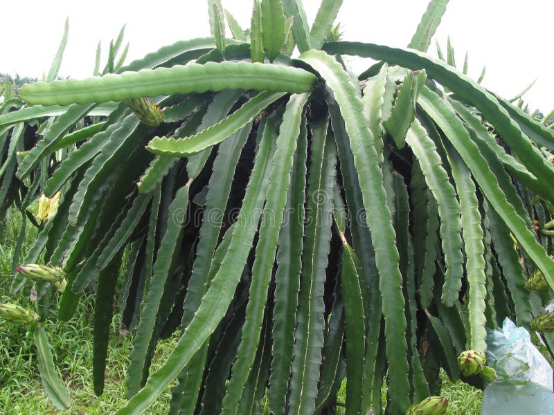 Pitaya Plant stock image. Image of tree, fruit, pitahaya - 92441697