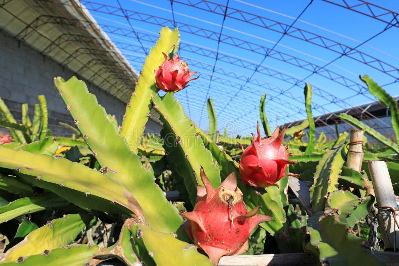 Pitaya Plant stock image. Image of tree, fruit, pitahaya - 92441697