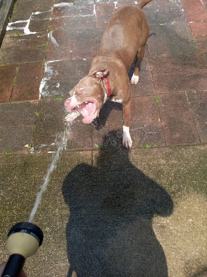 Pitbull baby water stock image. Image of water, puppy - 228863017