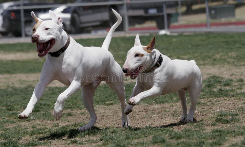 Pitbull and Bull Terrier Playing Stock Image - Image of focus, drool ...
