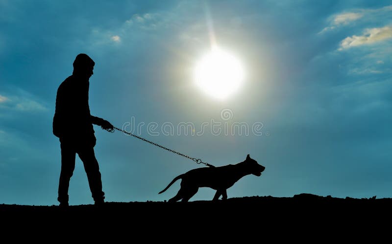 Pitbull Dog in Attack Position Stock Photo - Image of signal, biting ...