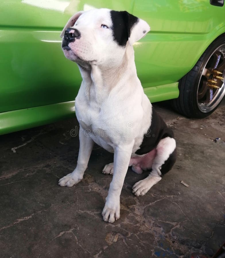 White Bully Pitbulls