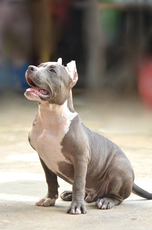 Pitbull dog stock photo. Image of pitbull, animal, lovely - 42377862