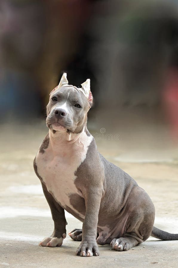 Pitbuul Dog Stock Photos - Free & Royalty-Free Stock Photos from Dreamstime