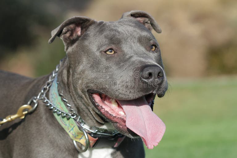 21,908 Pitbull Atigradas Stock Photos - Free & Royalty-Free Stock ...