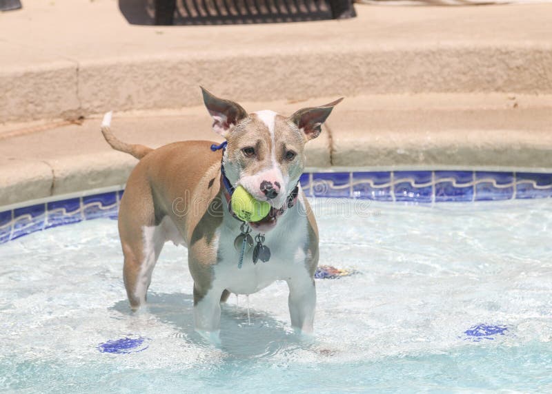 Dog Playing in the Pool with Her Ball Stock Image - Image of white ...
