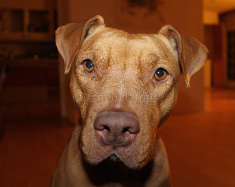 Pitbull inside house stock photo. Image of pitbull, looking - 48543414