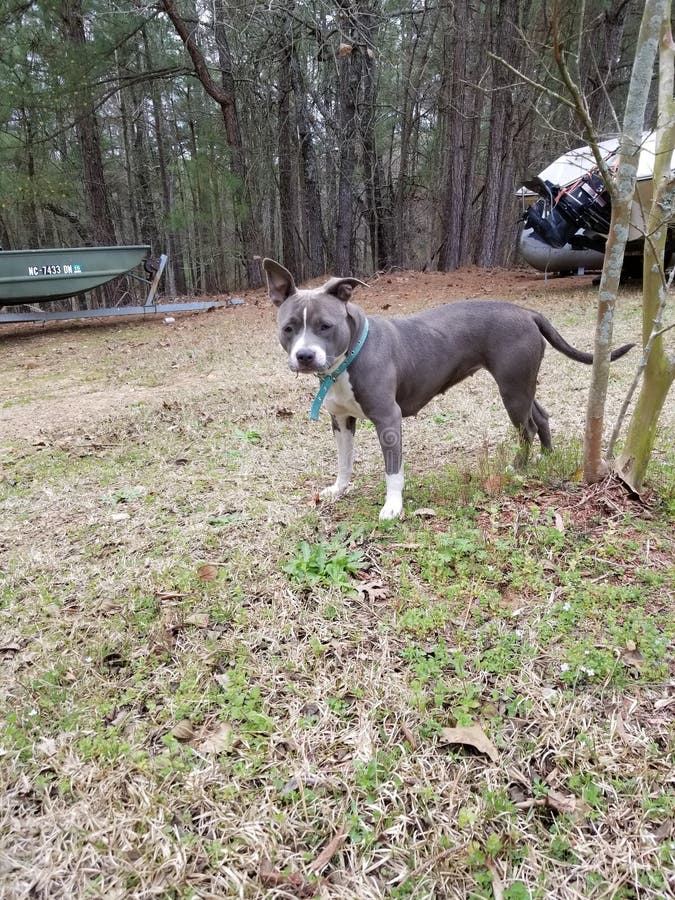 Pitbull life stock image. Image of love, life, outdoors - 175719627