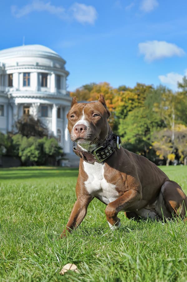 Pitbull near house stock photo. Image of pets, cute, portrait - 48426416