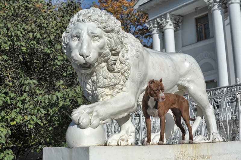 Pitbull near lion stock image. Image of guard, purebred - 37189665