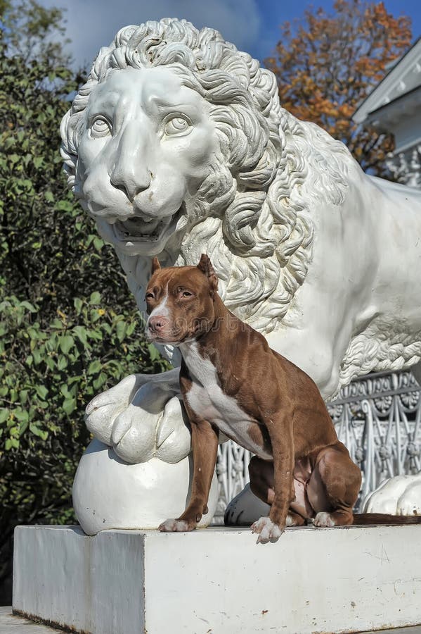 Pitbull near lion stock photo. Image of bull, sculpture - 37189780