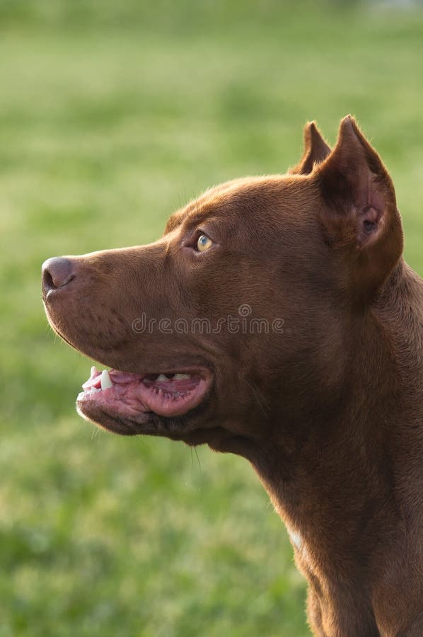 Pitbull Stock Image - Image: 31410531