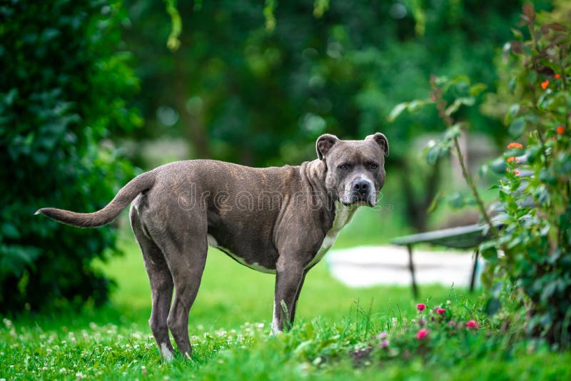 Pitbull Playing in the Garden of a Family House Stock Image - Image of ...