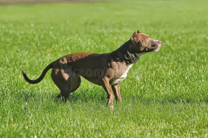 Pitbull plays stock image. Image of breed, basking, brown - 48418987