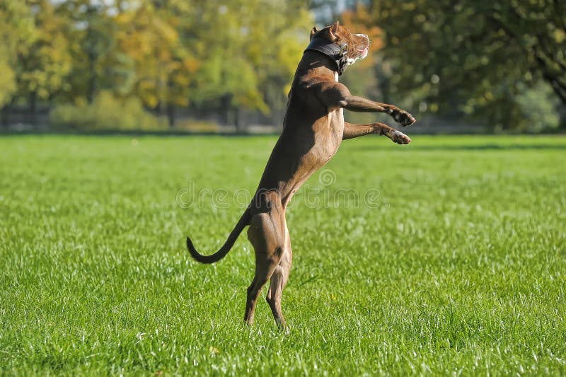 Pitbull plays stock photo. Image of canine, black, male - 48419010