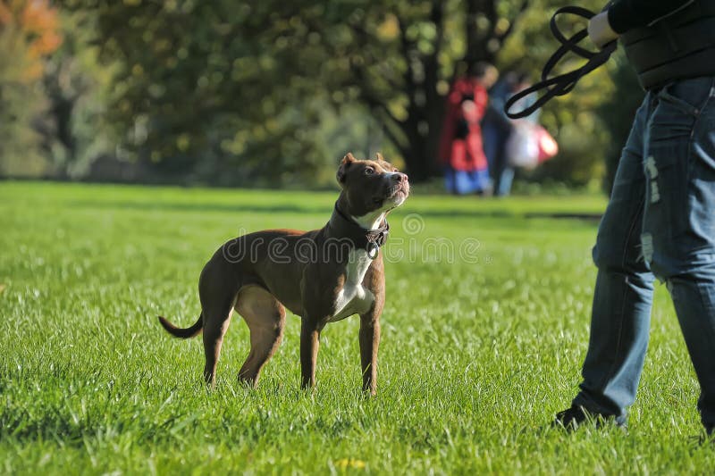 Pitbull plays stock photo. Image of male, breed, afternoon - 48419074