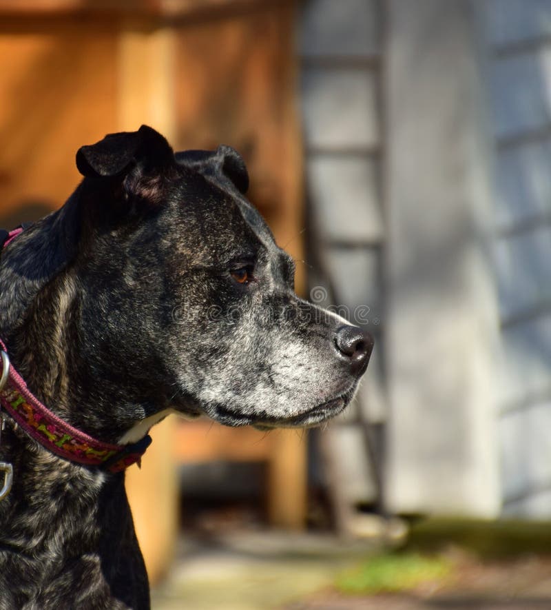 Pitbull stock image. Image of americanstafford, terrier - 83913537