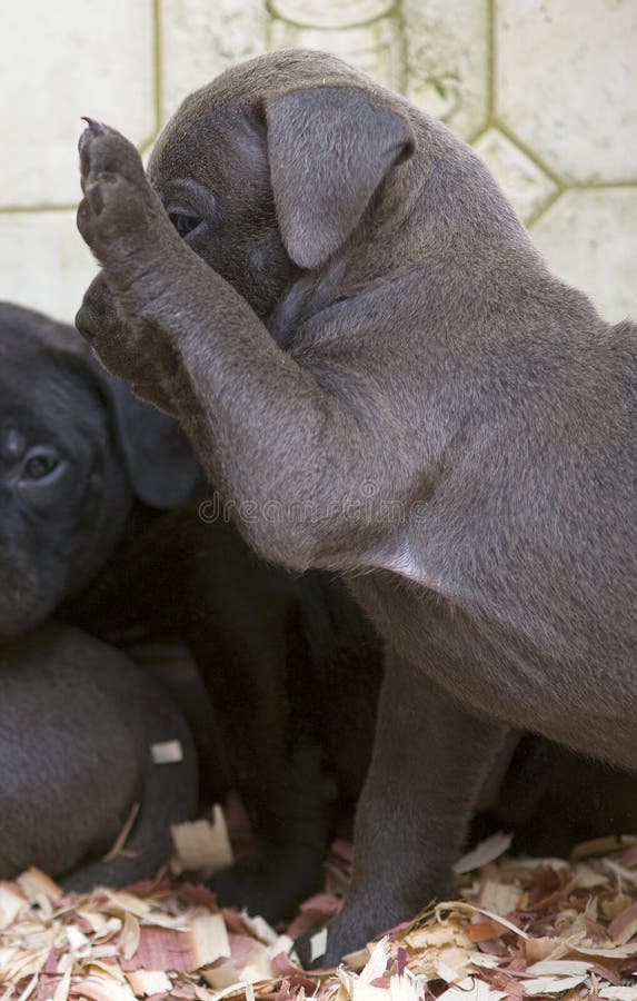 Pitbull Pup - I Have a Question Stock Photo - Image of nose, volunteer ...