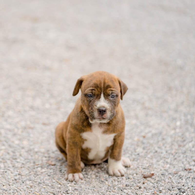 Pitbull puppy dog stock image. Image of comfortable, black - 73401351