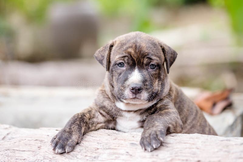 217 Beige Pitbull Photos - Free & Royalty-Free Stock Photos from Dreamstime