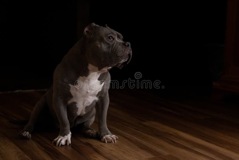 Pitbull Sitting in Natural Light for an Indoor Portrait Stock Image ...