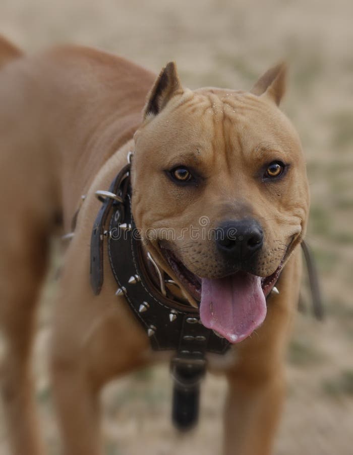 Pitbull smiling stock image. Image of smile, kiss, beautiful - 26844633