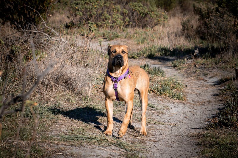 Pitbull Standing on Grass and Bushes beside the Ground. Stock Image ...