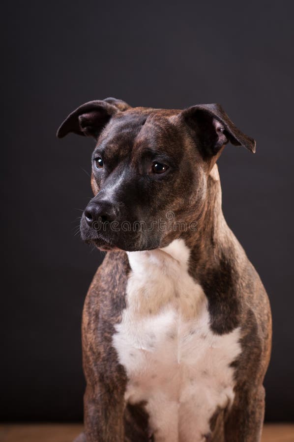 Pitbull Terrier Beige Color Plays with Ball Stock Image - Image of ...