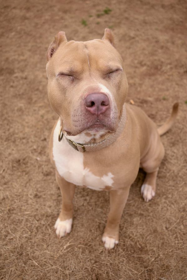 Pitbull stock image. Image of sports, winking, retriever - 269056155