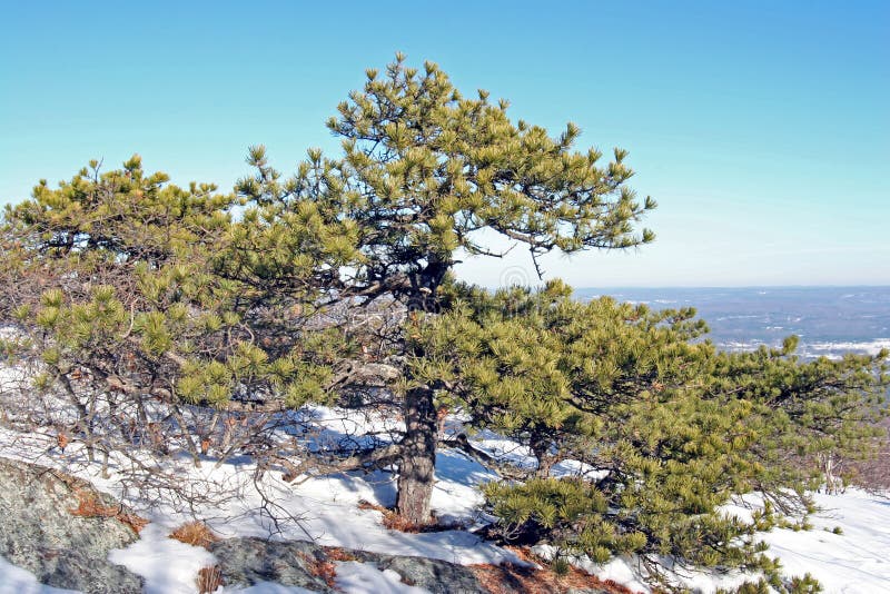 Pitch Pine [pinus Rigida] Winter Snow Blue Sky Stock Photo - Image of ...