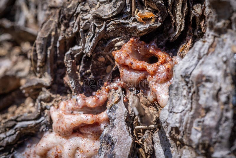 Pitch Tube on a Pine Tree stock image. Image of nature - 324949107