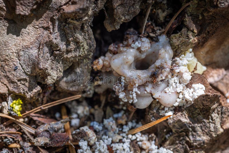 Pitch Tube on a Pine Tree stock image. Image of hole - 324949123